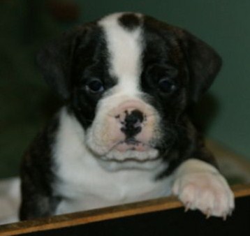 Miniature Australian Bulldog | GreatDogSite