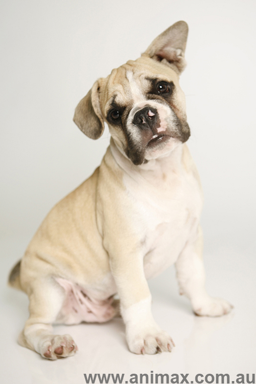 Miniature Australian Bulldog | GreatDogSite