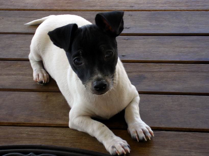 Miniature Fox Terrier | GreatDogSite