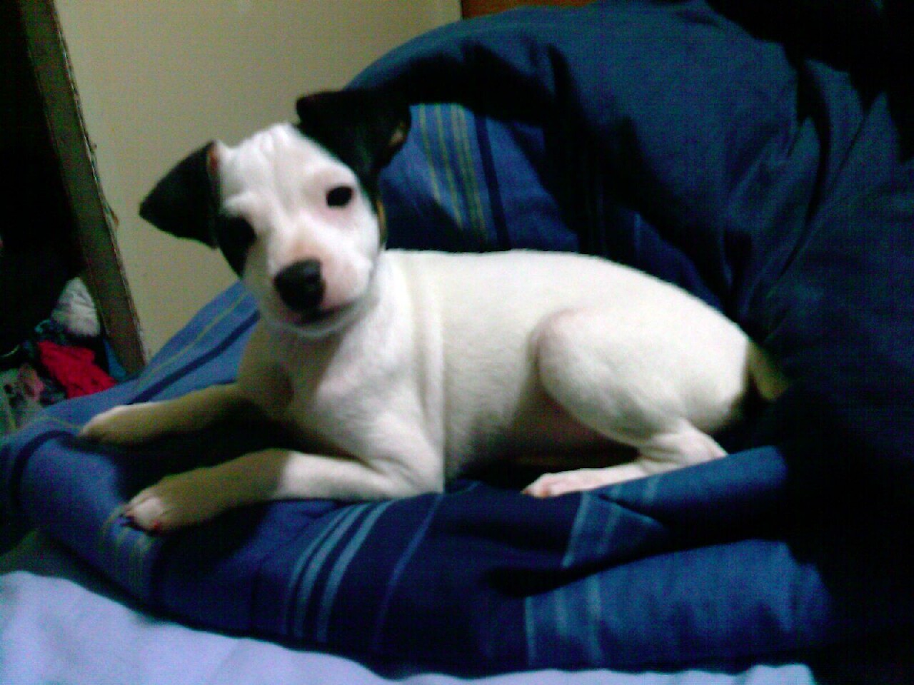 Miniature Fox Terrier | GreatDogSite