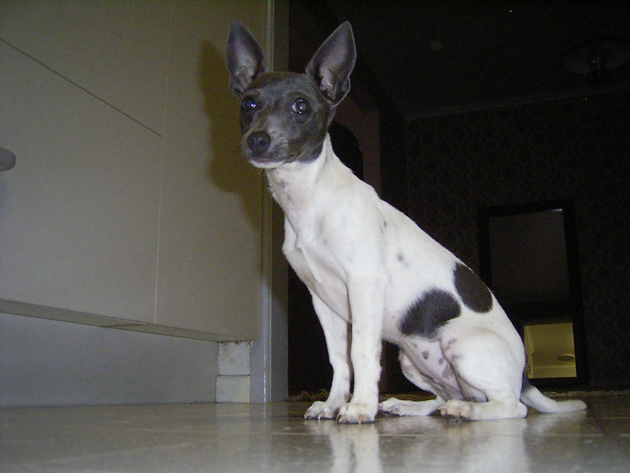 Miniature Fox Terrier | GreatDogSite