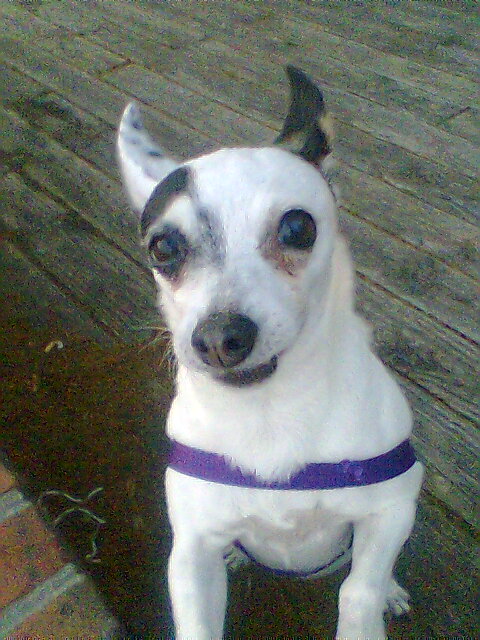 Miniature Fox Terrier | GreatDogSite