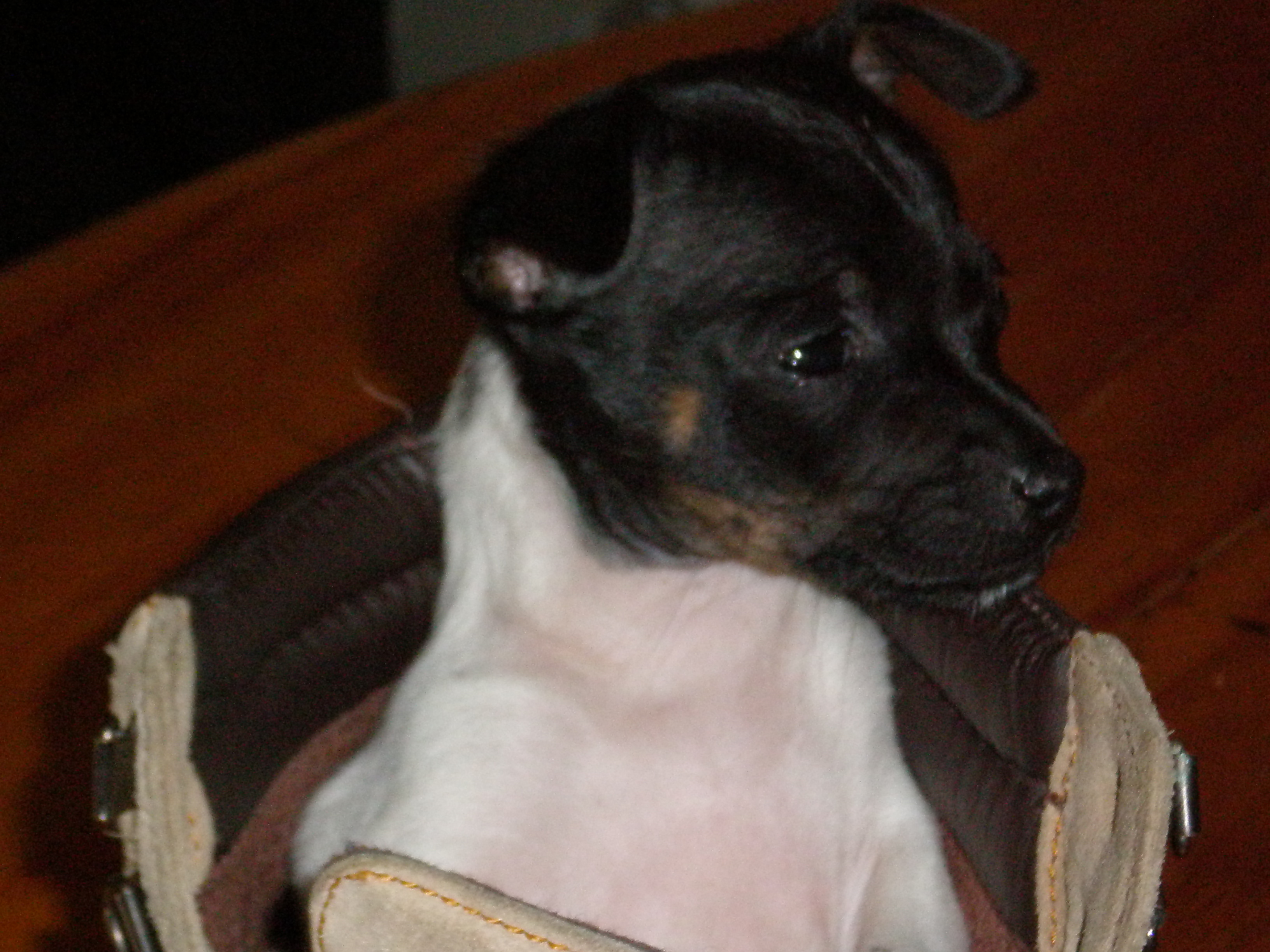 Miniature Fox Terrier | GreatDogSite