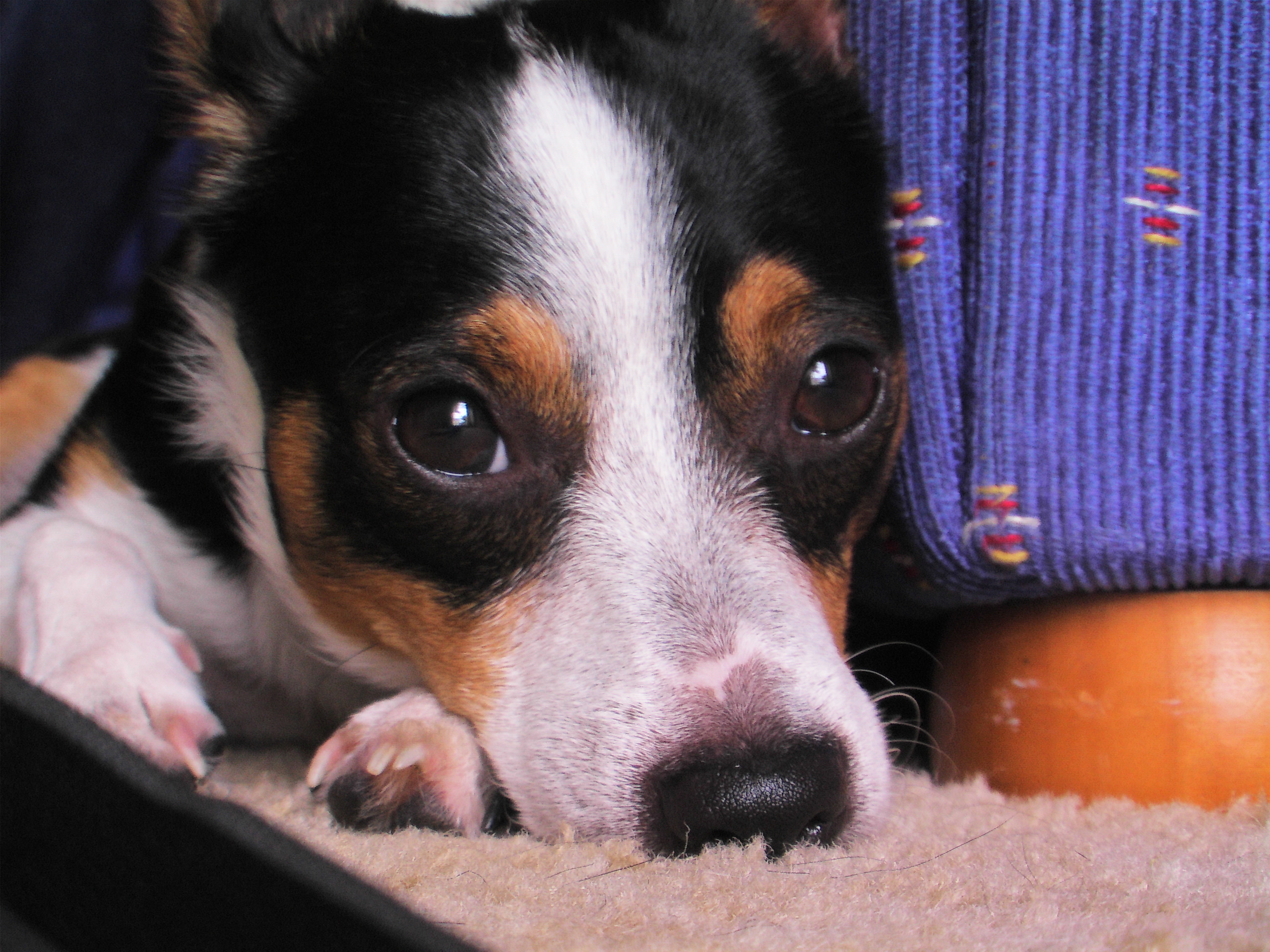 Miniature Fox Terrier | GreatDogSite