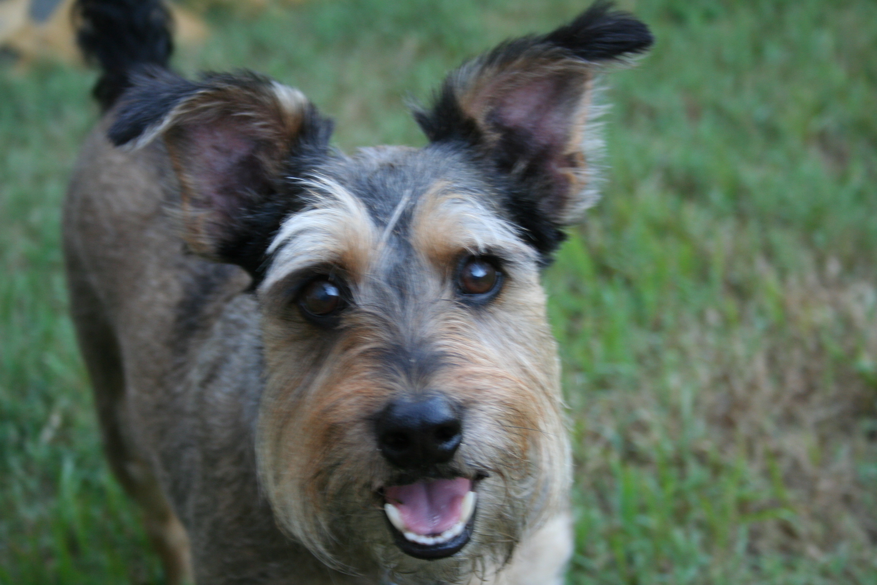 Miniature Schnaupin | GreatDogSite