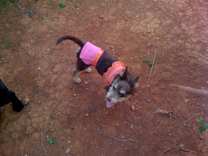 Miniature Schnaupin | GreatDogSite