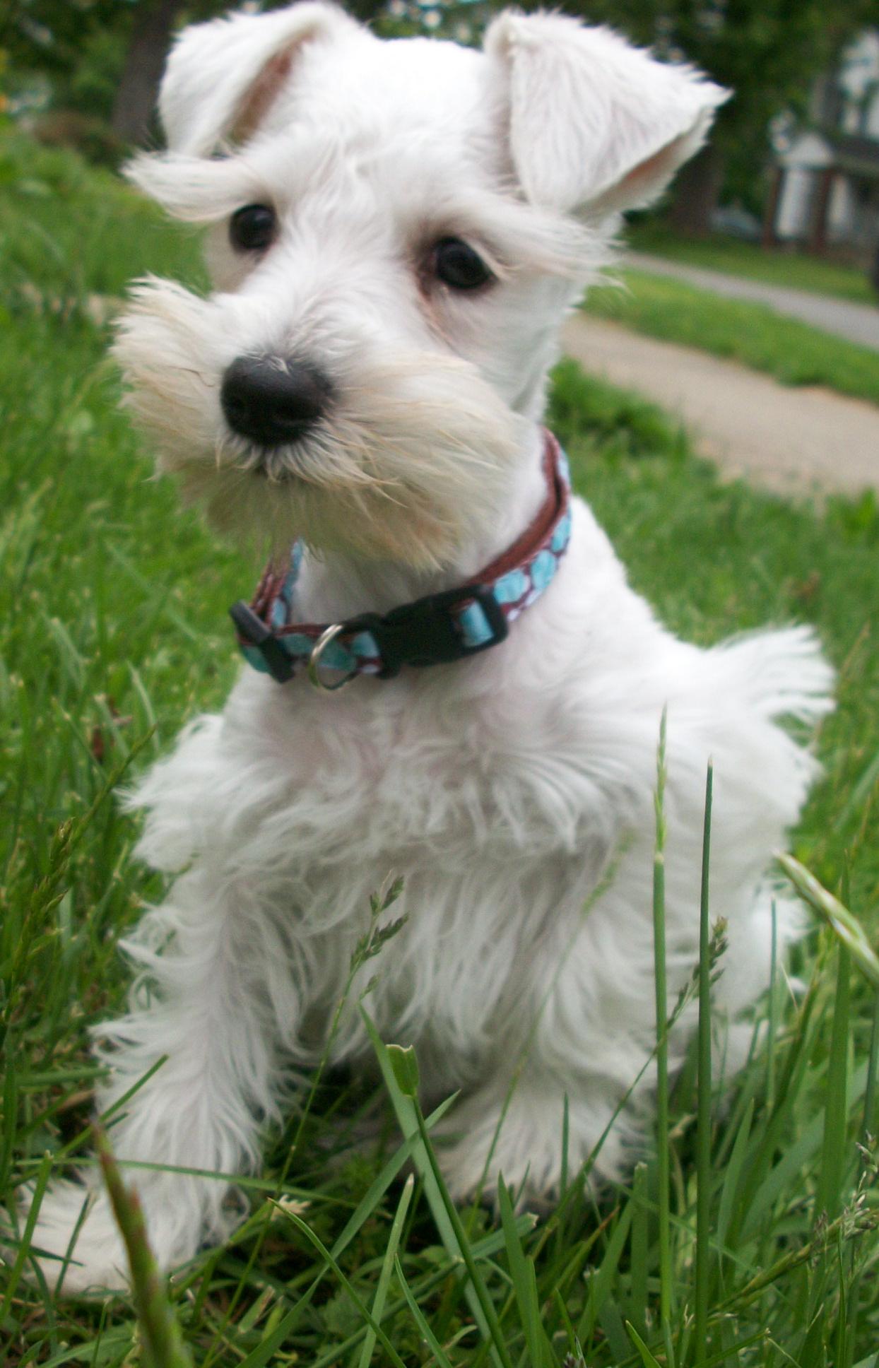Miniature Schnauzer | GreatDogSite