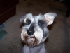A collection of Miniature Schnauzer photos | GreatDogSite.com