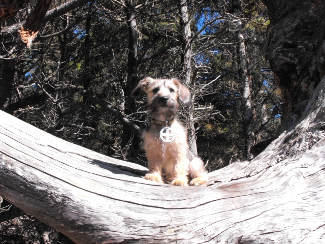 Miniature Schnoxie | GreatDogSite