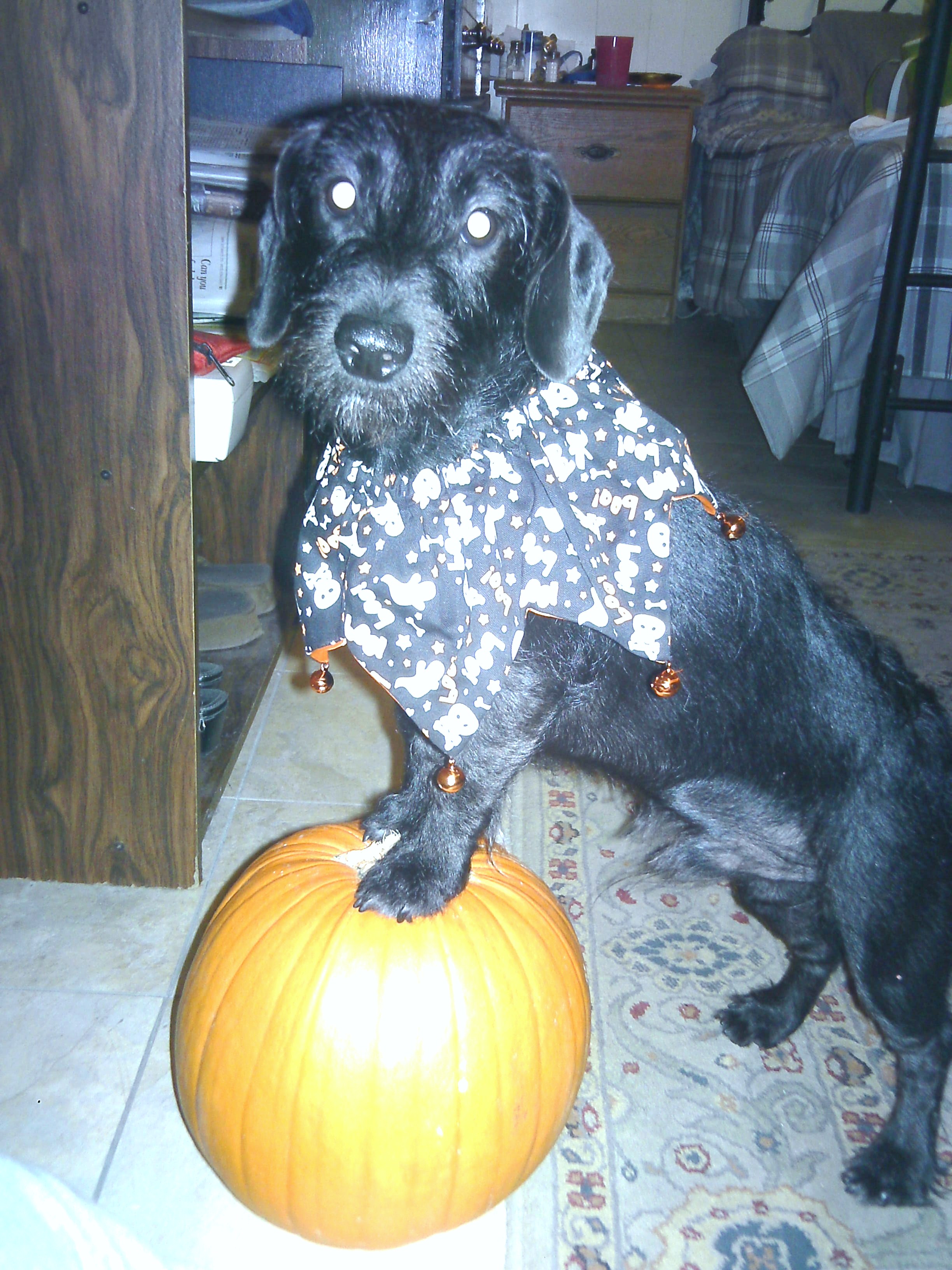 Miniature Schnoxie | GreatDogSite