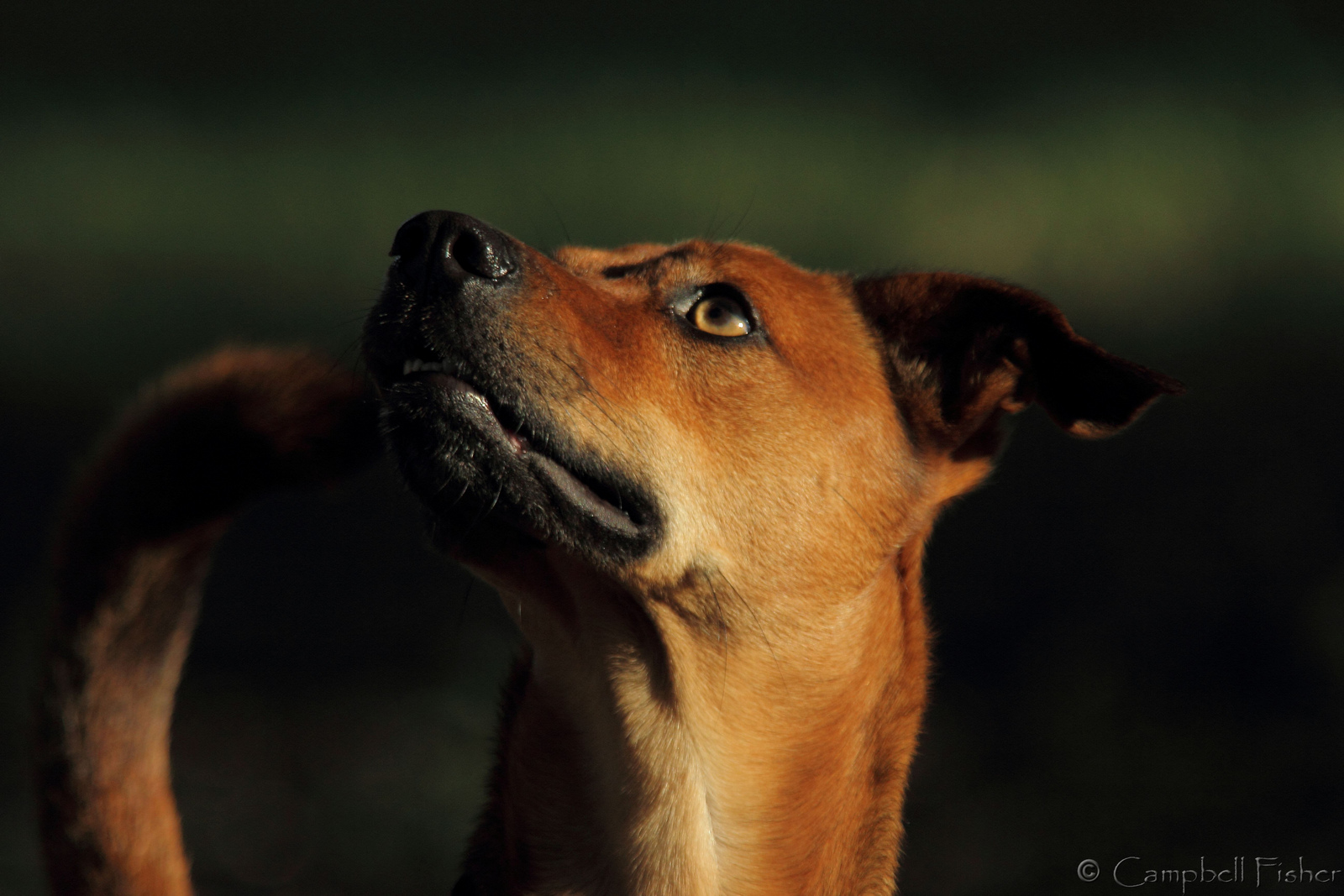 Mountain Feist | GreatDogSite