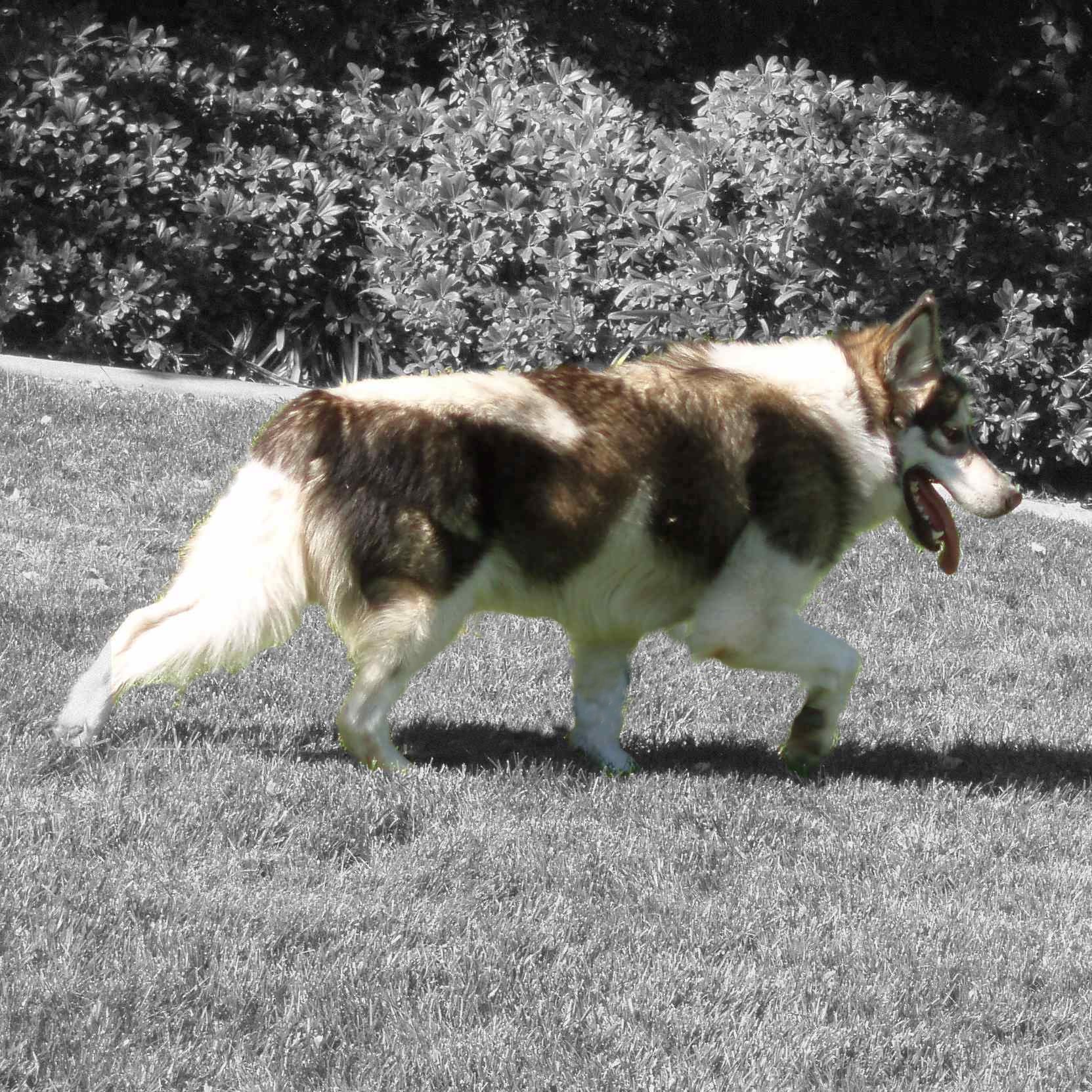 Native American Indian Dog | GreatDogSite