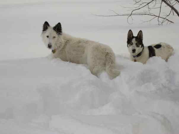 Native American Indian Dog | GreatDogSite