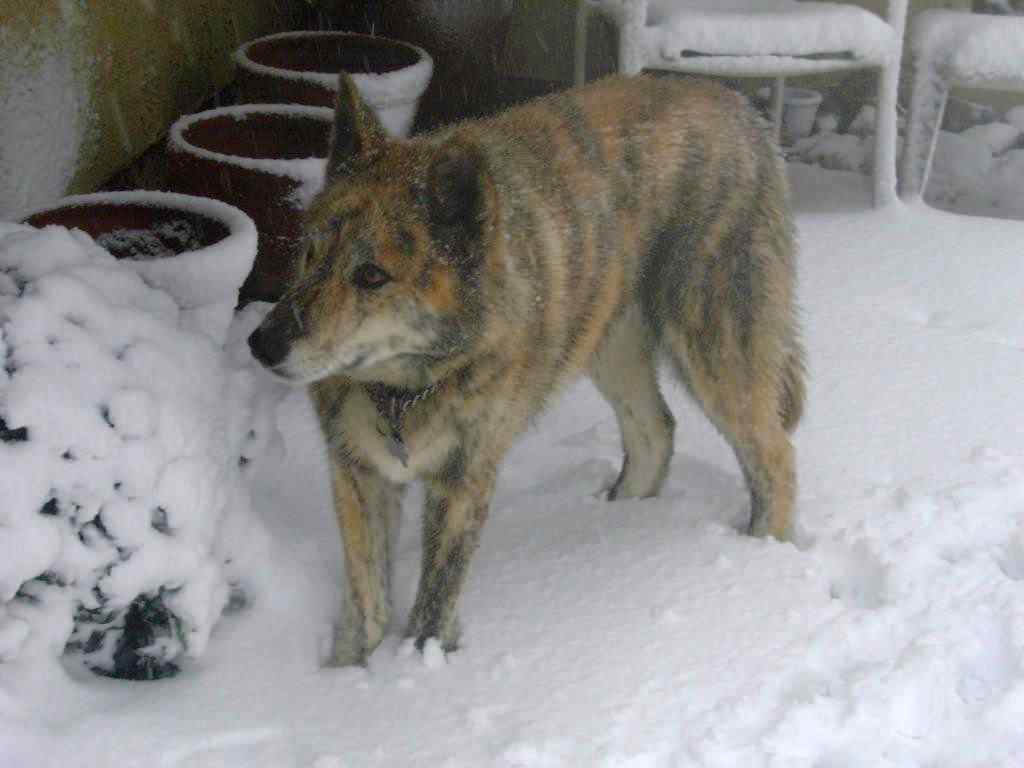 Native American Indian Dog | GreatDogSite