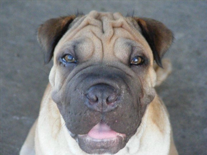 Ori Pei | GreatDogSite