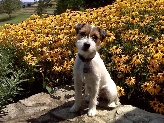 Parson Russell Terrier | GreatDogSite