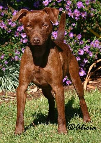Patterdale Terrier | GreatDogSite