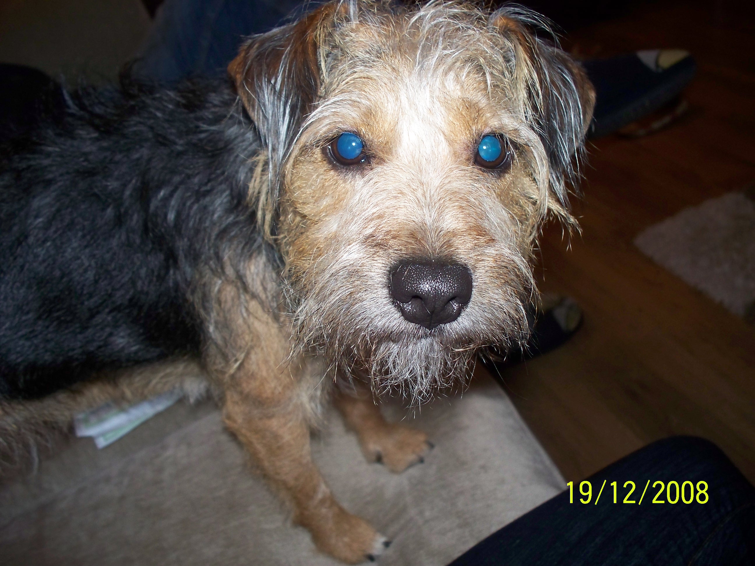 Patterdale Terrier | GreatDogSite