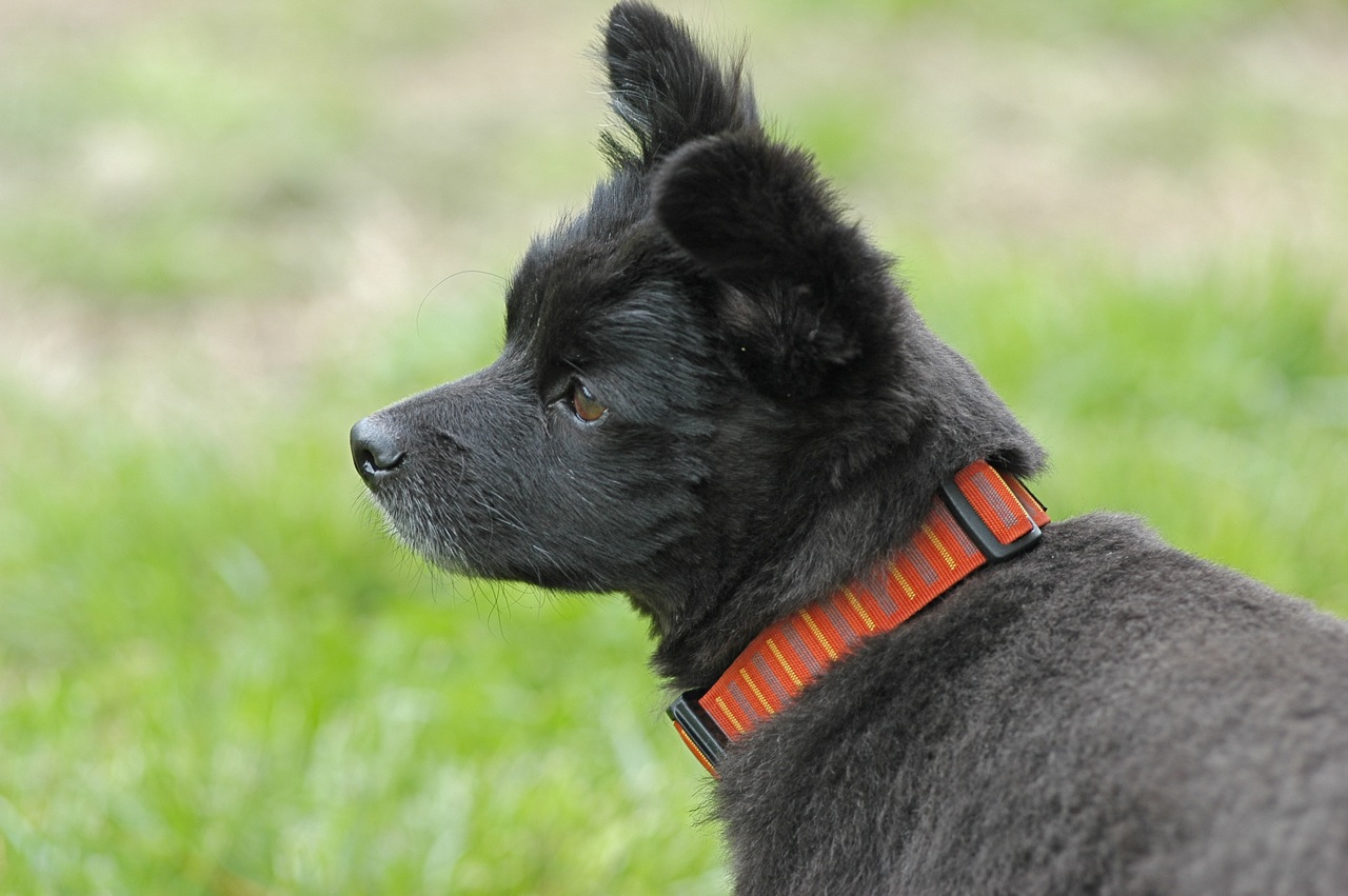 Pom Terrier | GreatDogSite