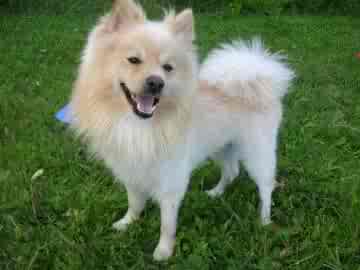 Pom Terrier | GreatDogSite