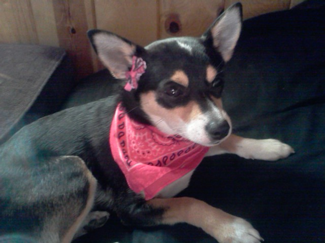 Pom Terrier | GreatDogSite