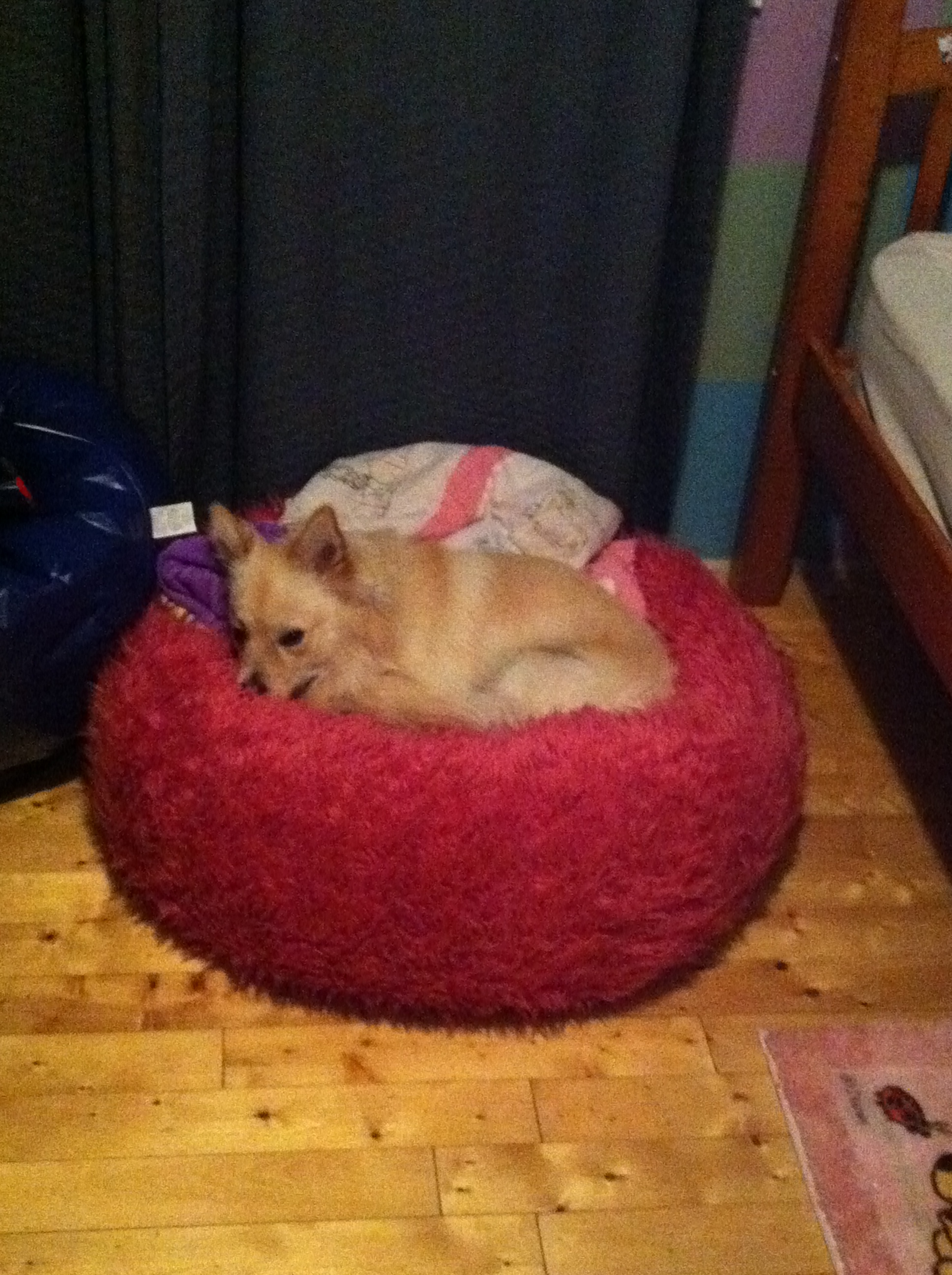 Pom Terrier | GreatDogSite