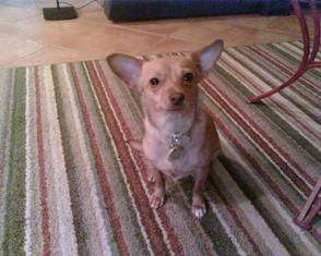 Portuguese Hound | GreatDogSite