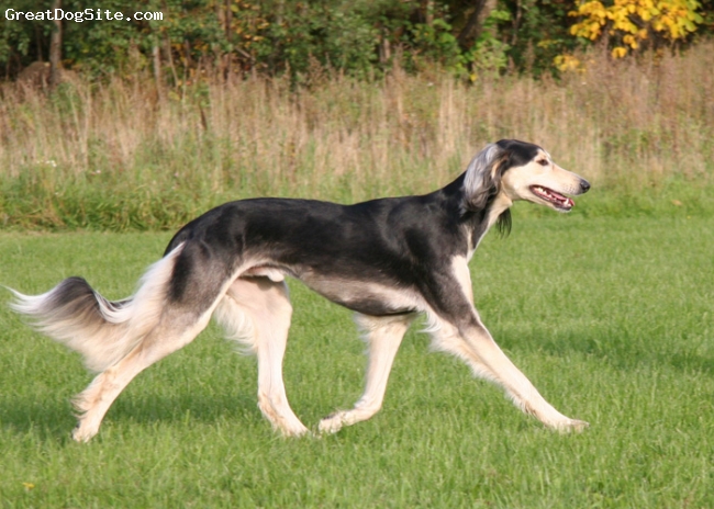 A photo of a 2 years old, grizzle, Saluki - saluki movement ...