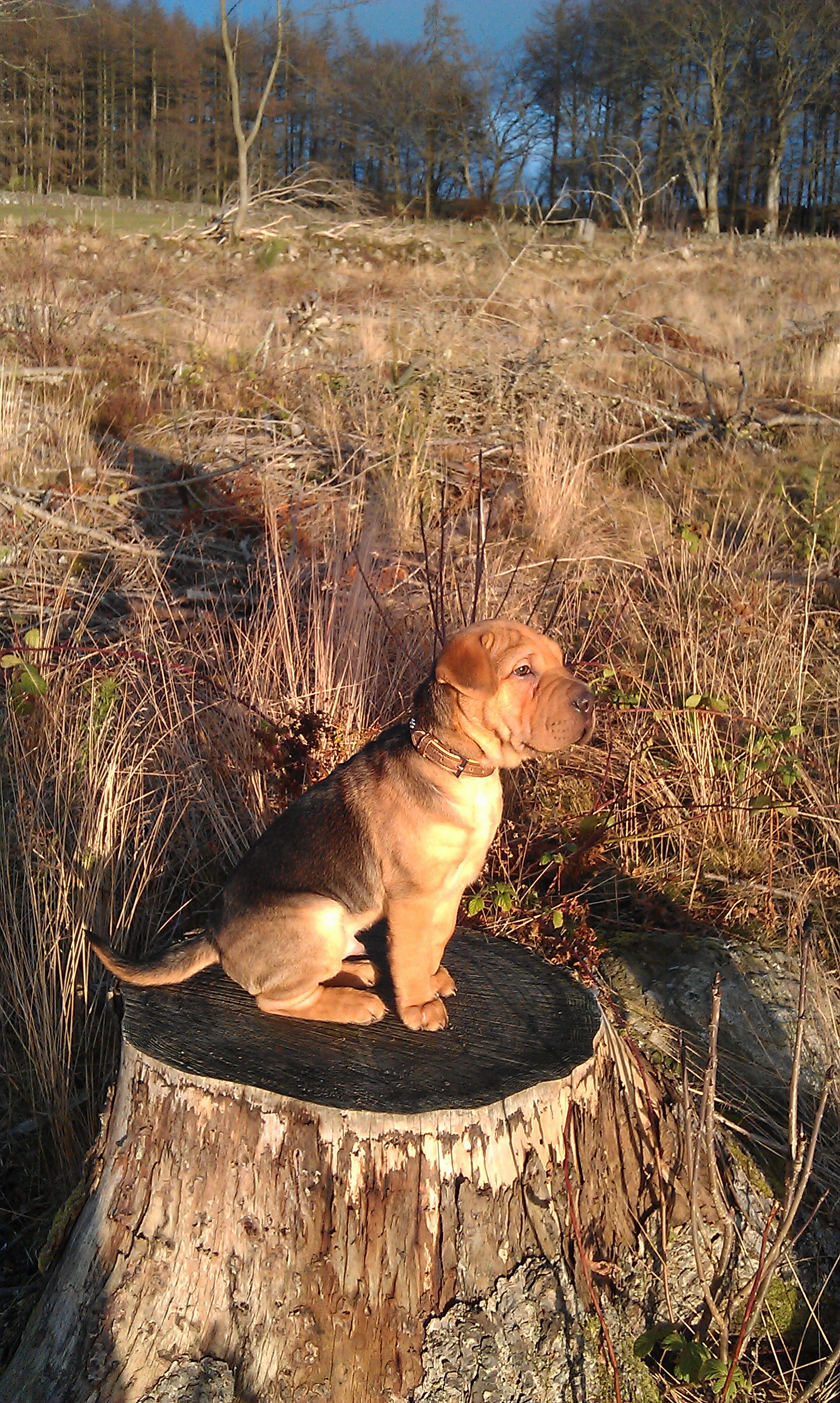 Sharp Eagle | GreatDogSite