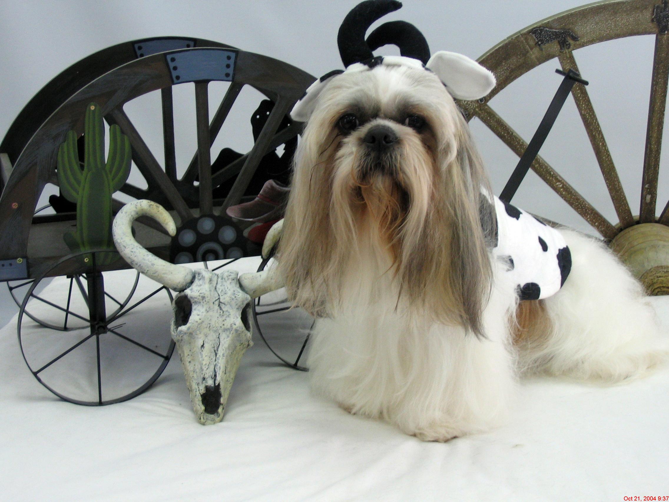 Shih Tzu | GreatDogSite