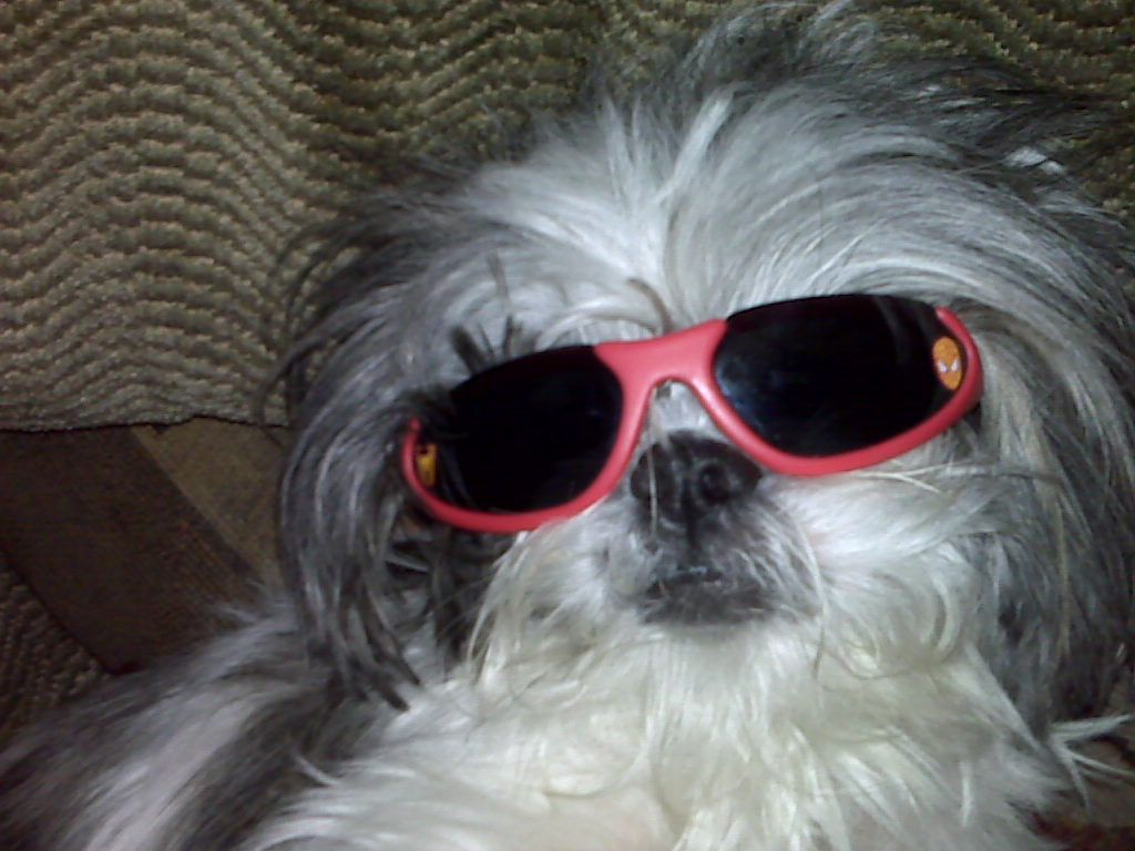 Shih Tzu | GreatDogSite