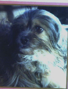 Shih Tzu | GreatDogSite