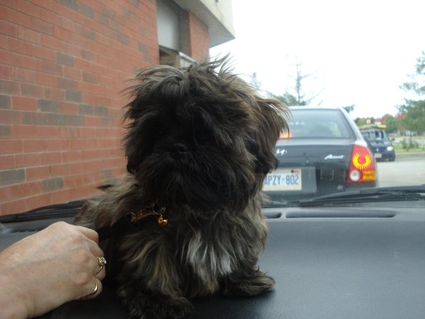 Shih Tzu | GreatDogSite