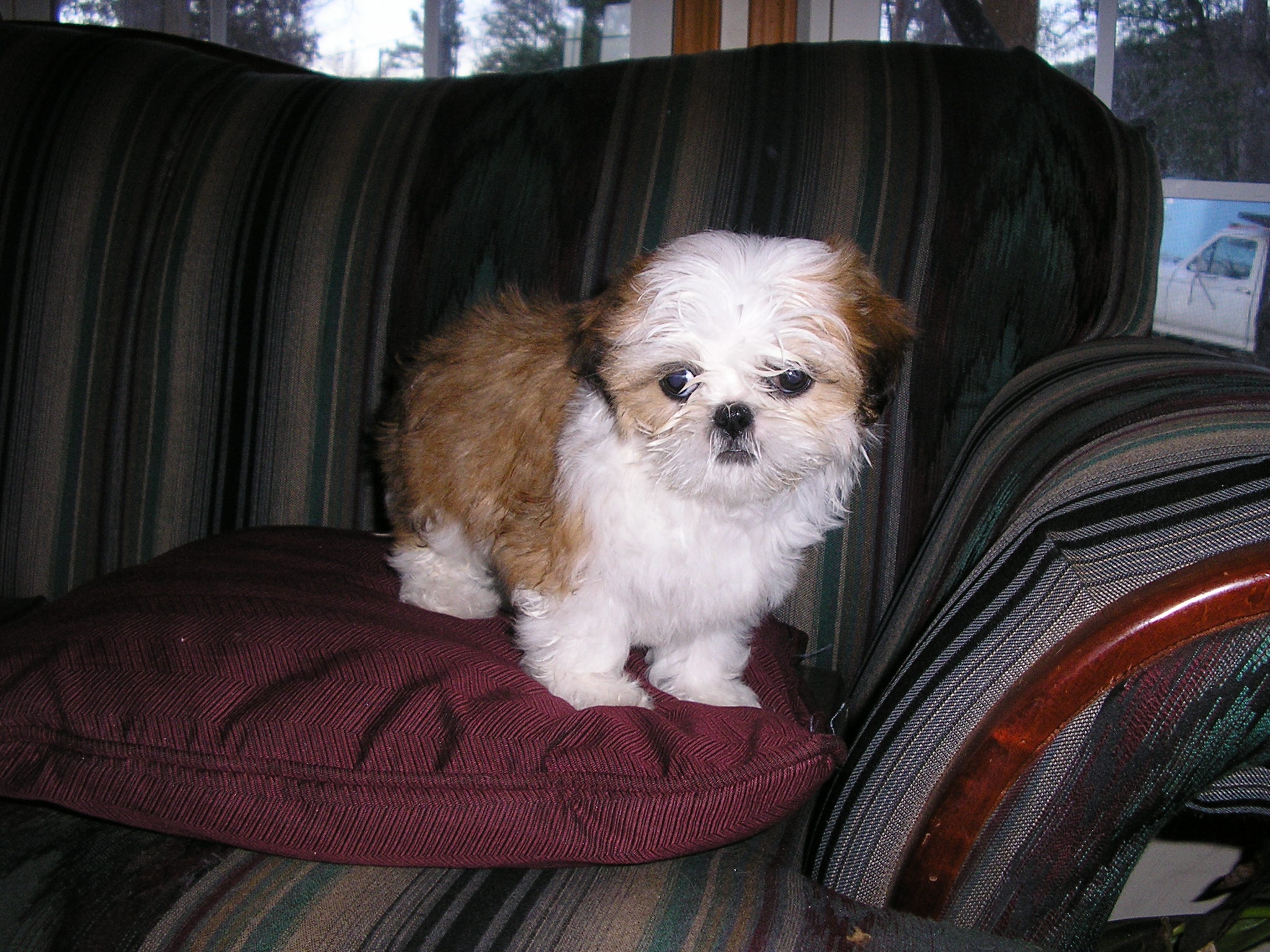 Shih Tzu | GreatDogSite