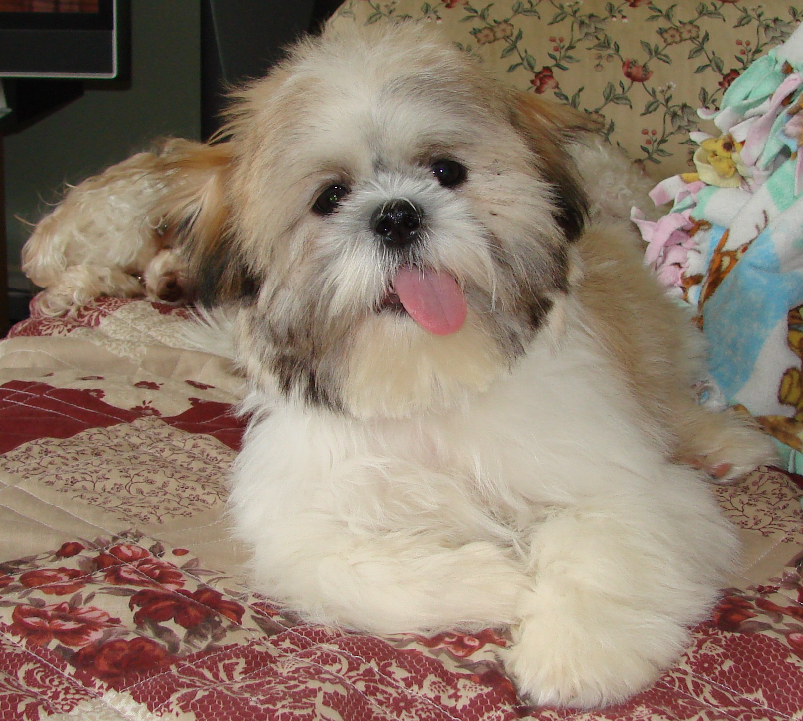 Shih Tzu | GreatDogSite