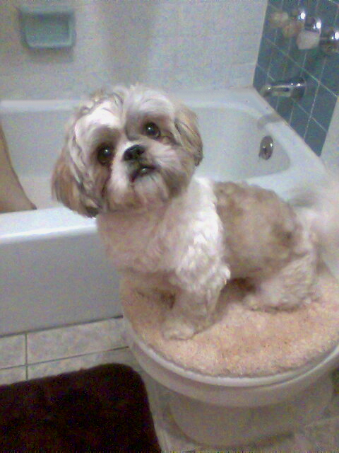 Shih Tzu | GreatDogSite