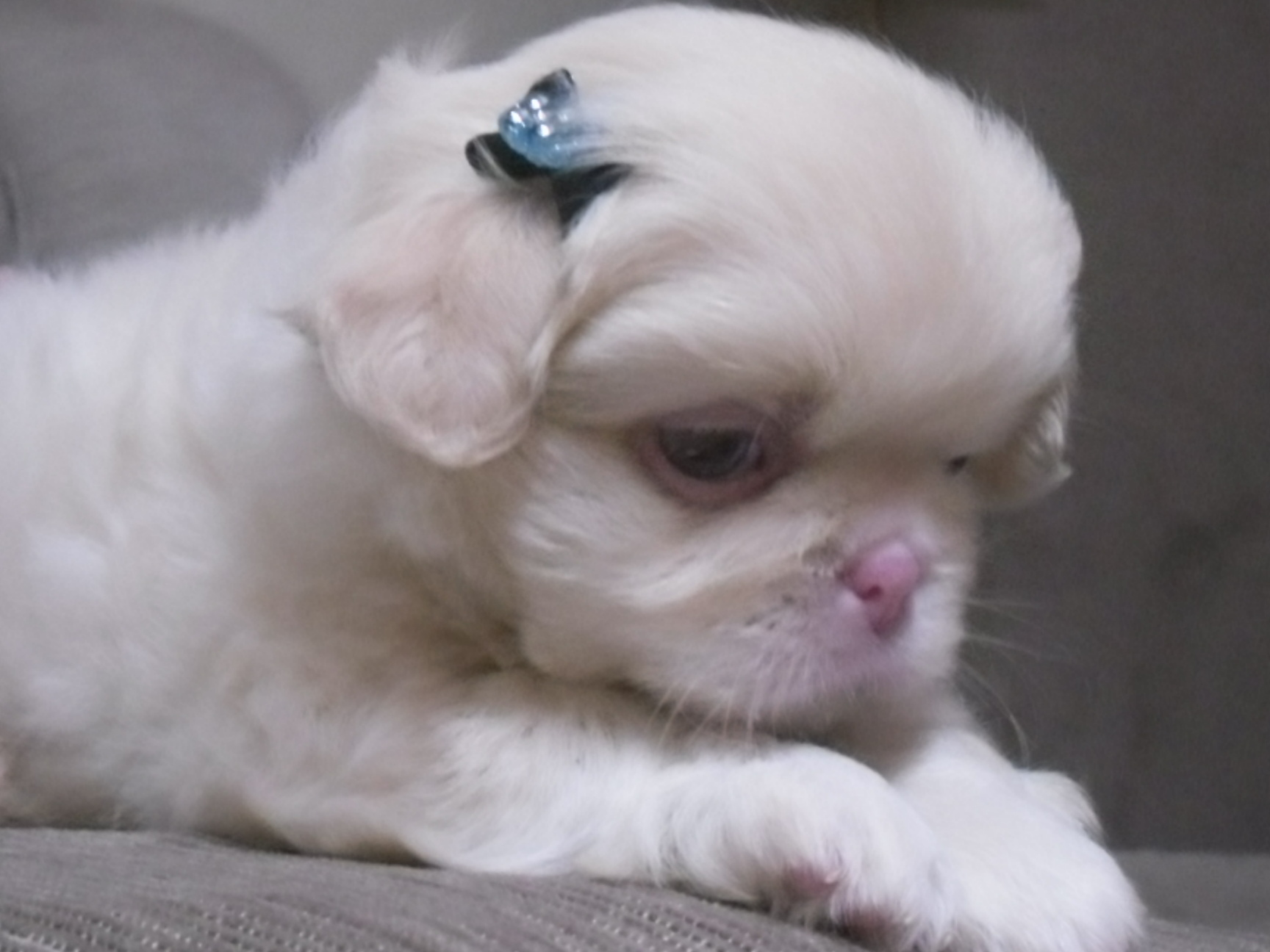 Shih Tzu | GreatDogSite