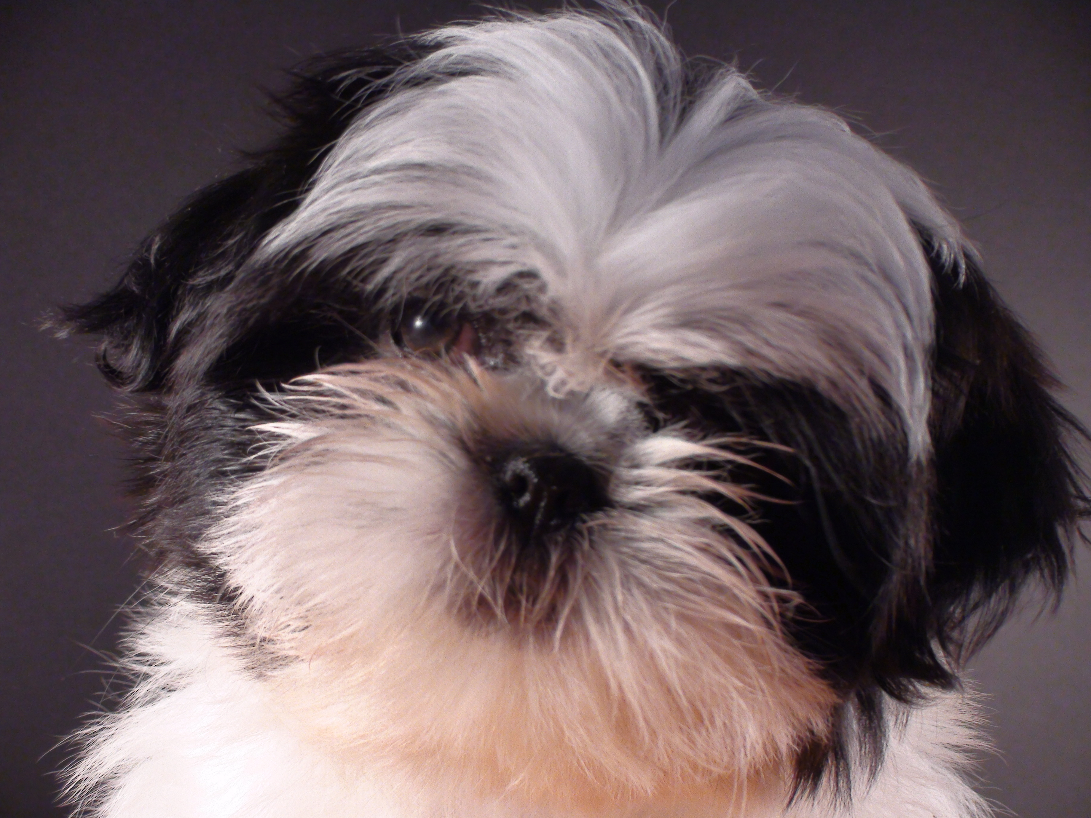 Shih Tzu | GreatDogSite