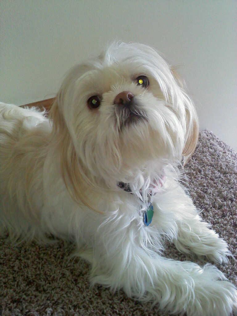 Shih Tzu | GreatDogSite