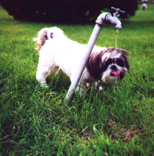 Shih Tzu | GreatDogSite