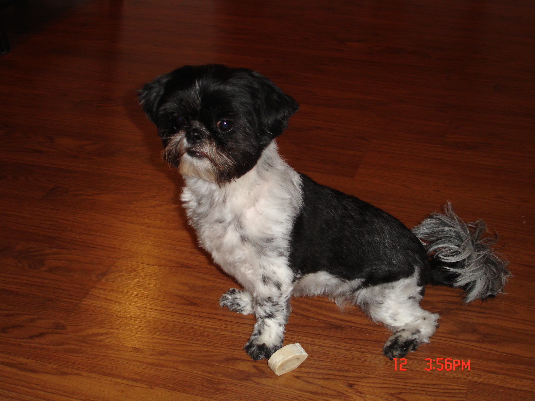 Shih Tzu | GreatDogSite