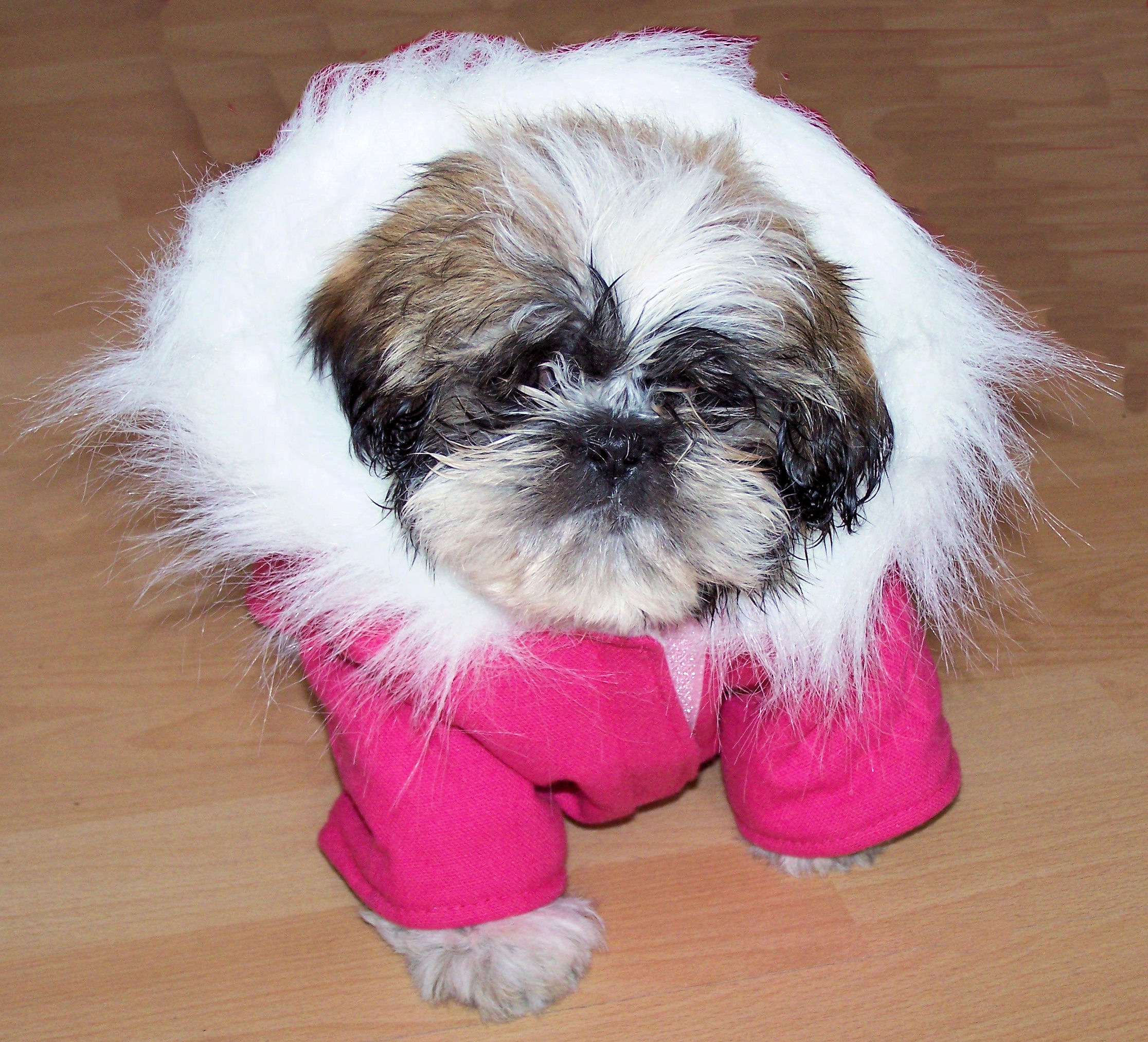 Shih Tzu | GreatDogSite