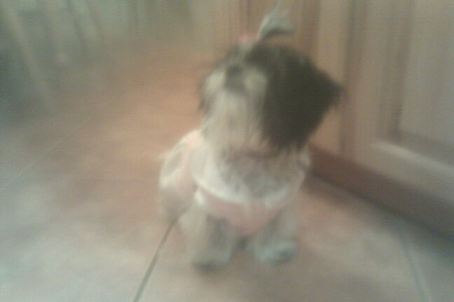 Shih Tzu | GreatDogSite