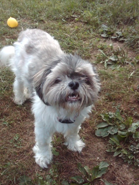 Shih Tzu | GreatDogSite