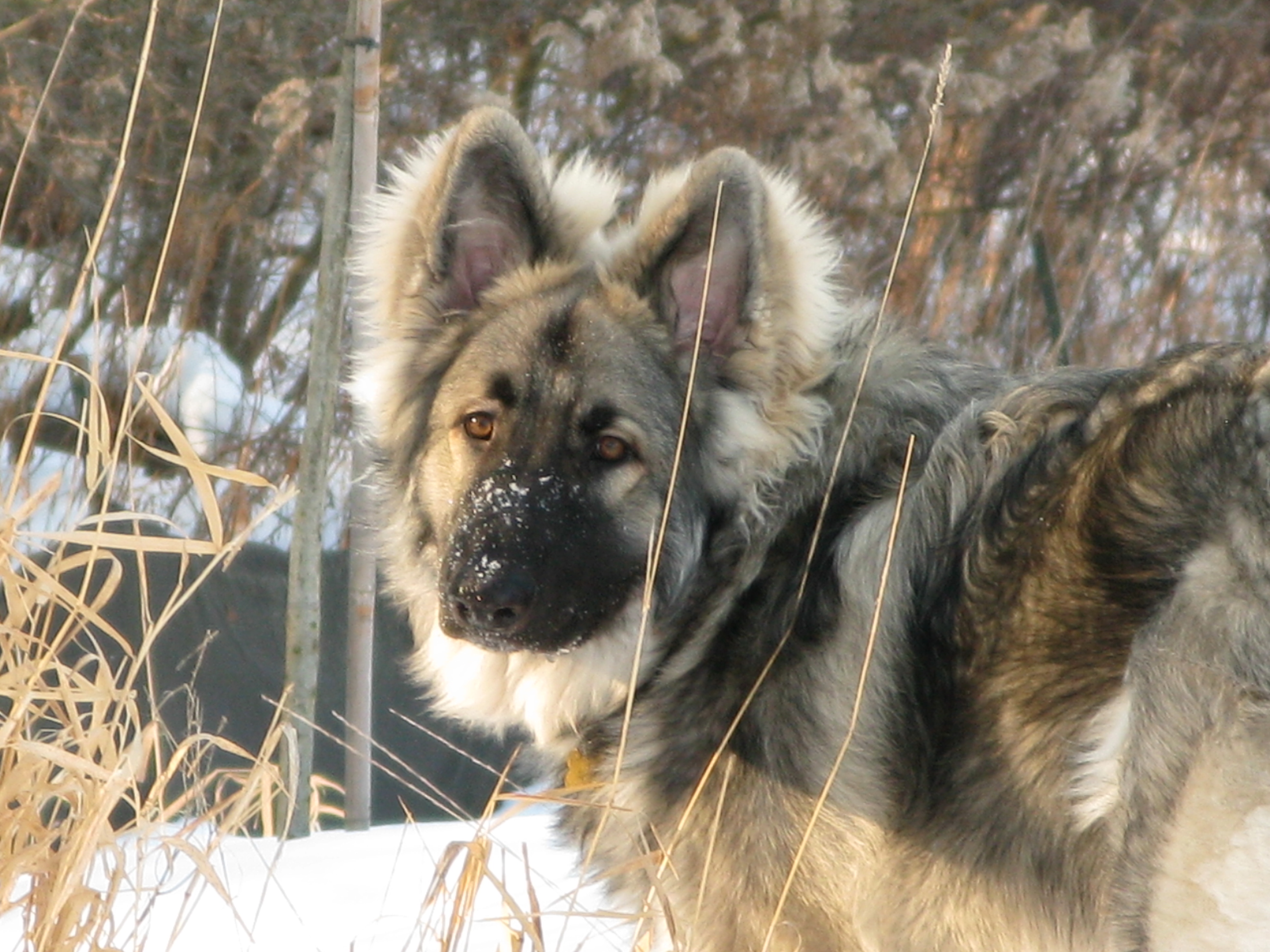 Shiloh Shepherd | GreatDogSite