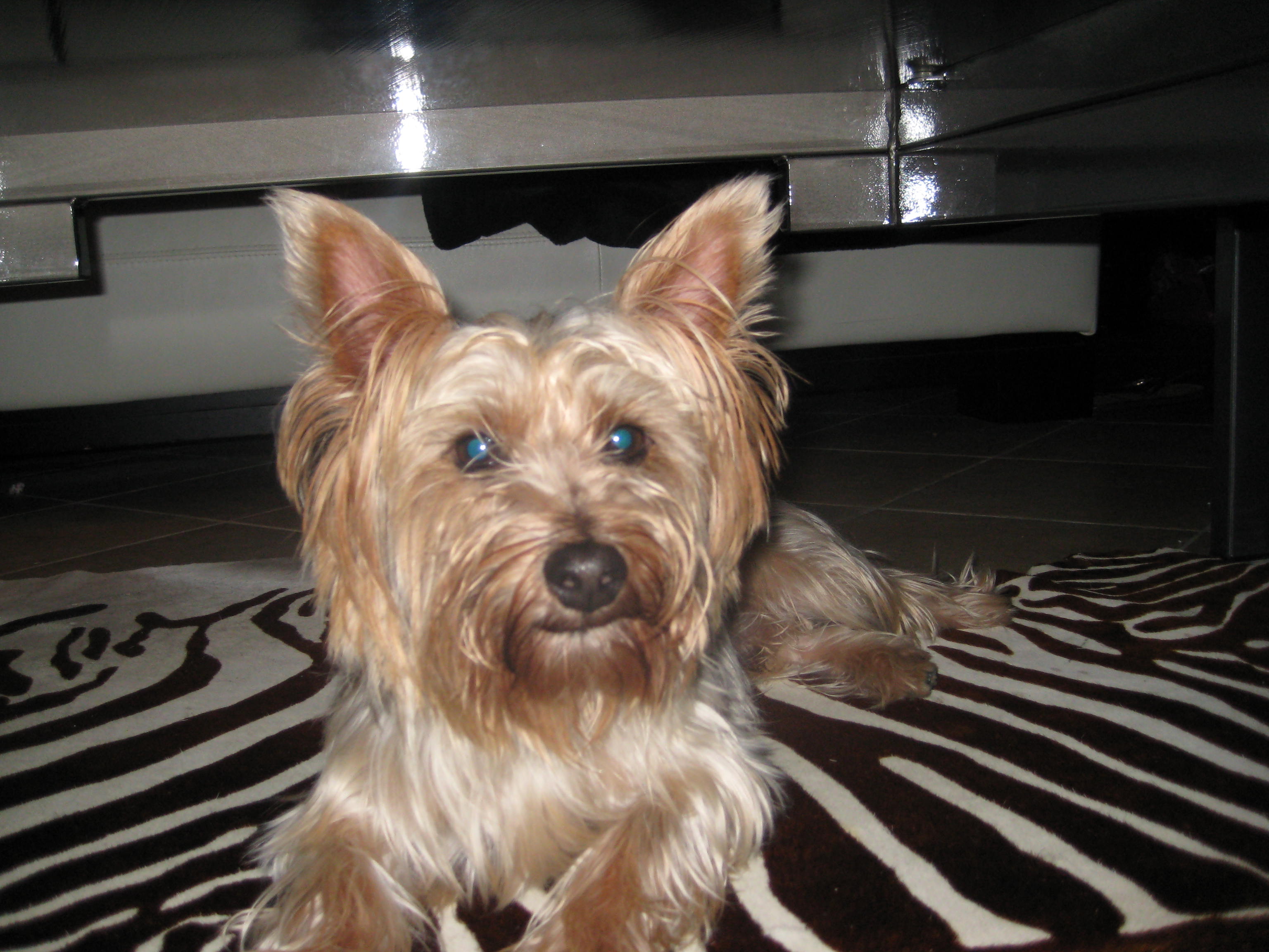 Silky Terrier | GreatDogSite