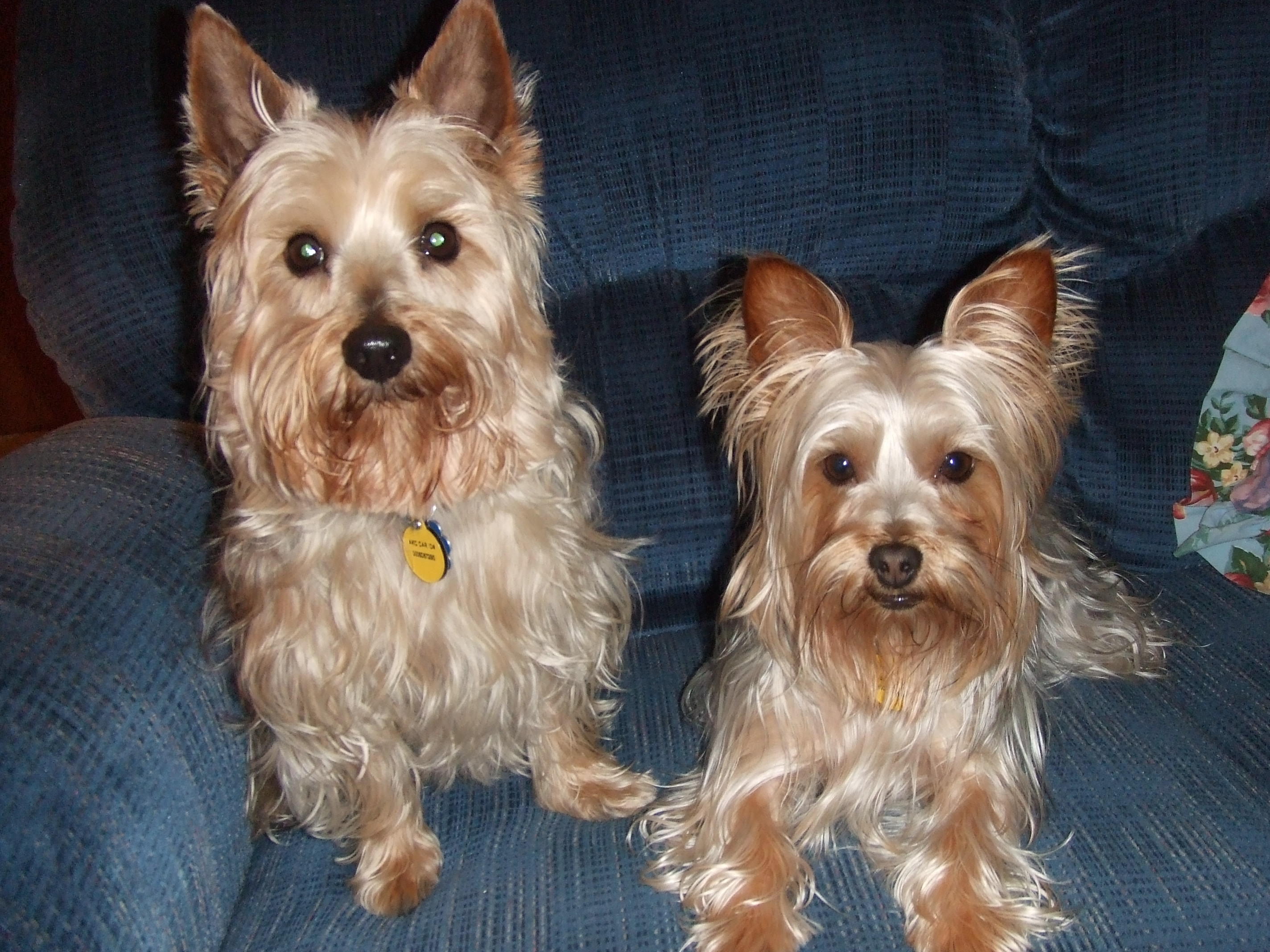 Silky Terrier | GreatDogSite