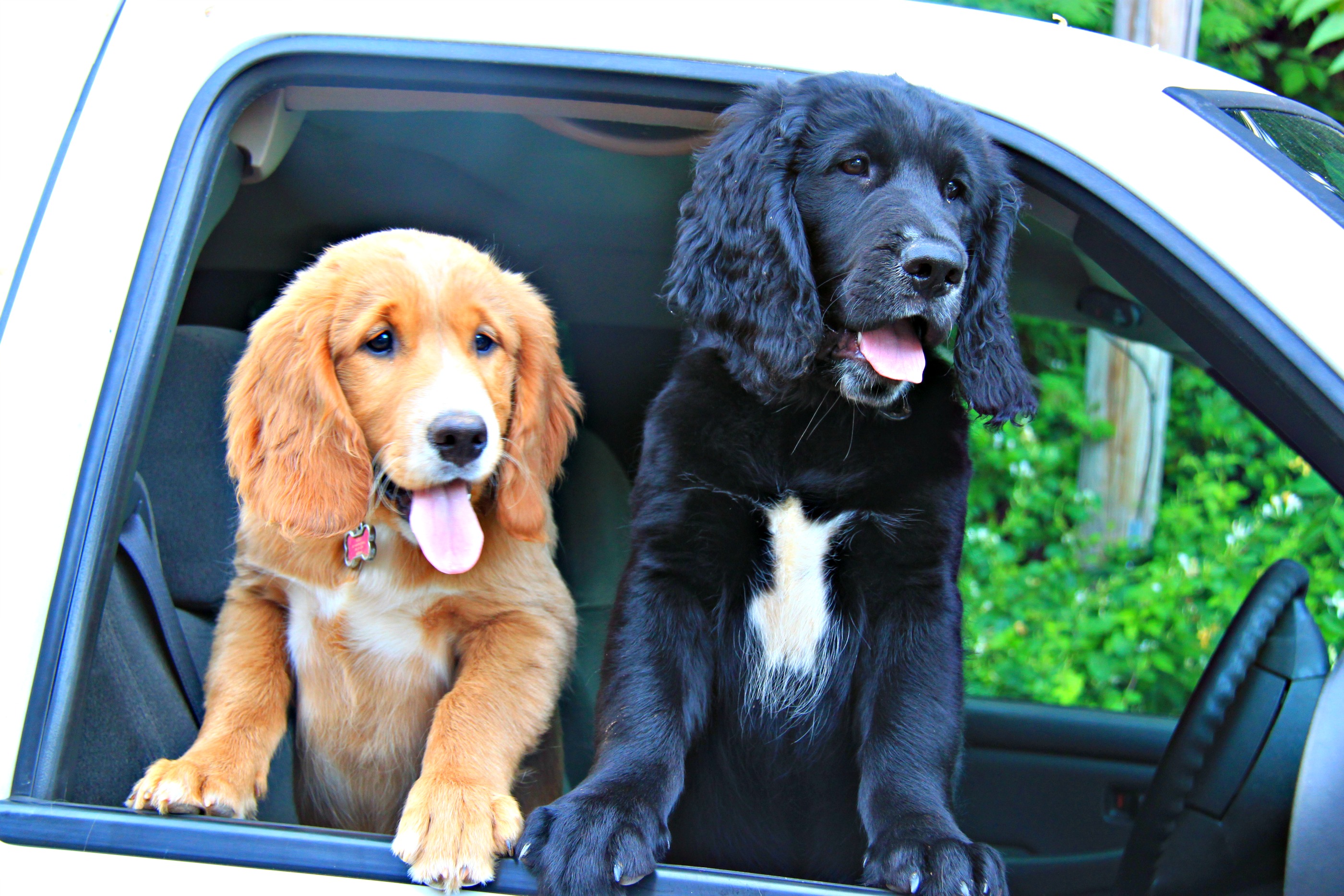 Spangold Retriever | GreatDogSite