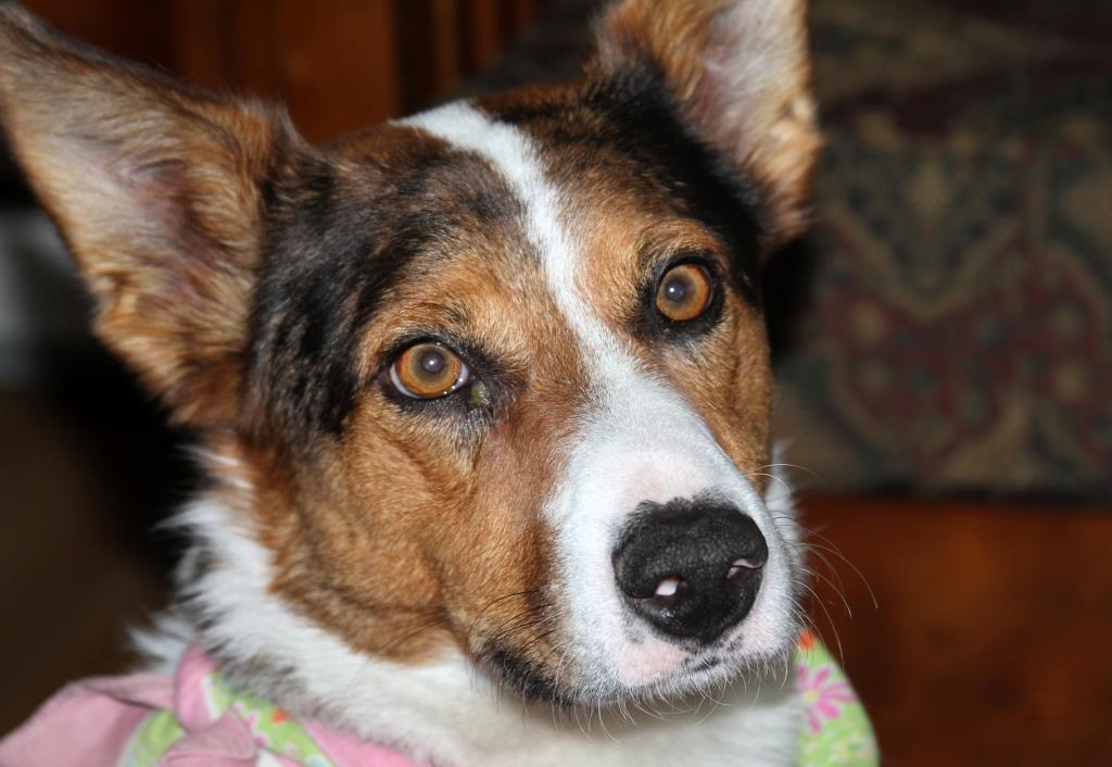 Texas Heeler | GreatDogSite