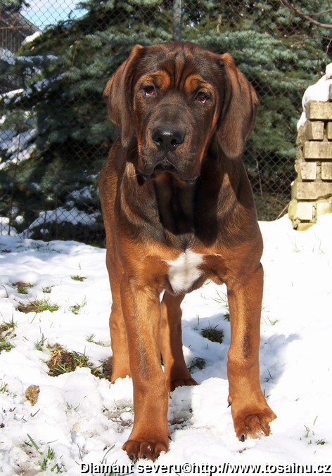 Tosa Inu | GreatDogSite